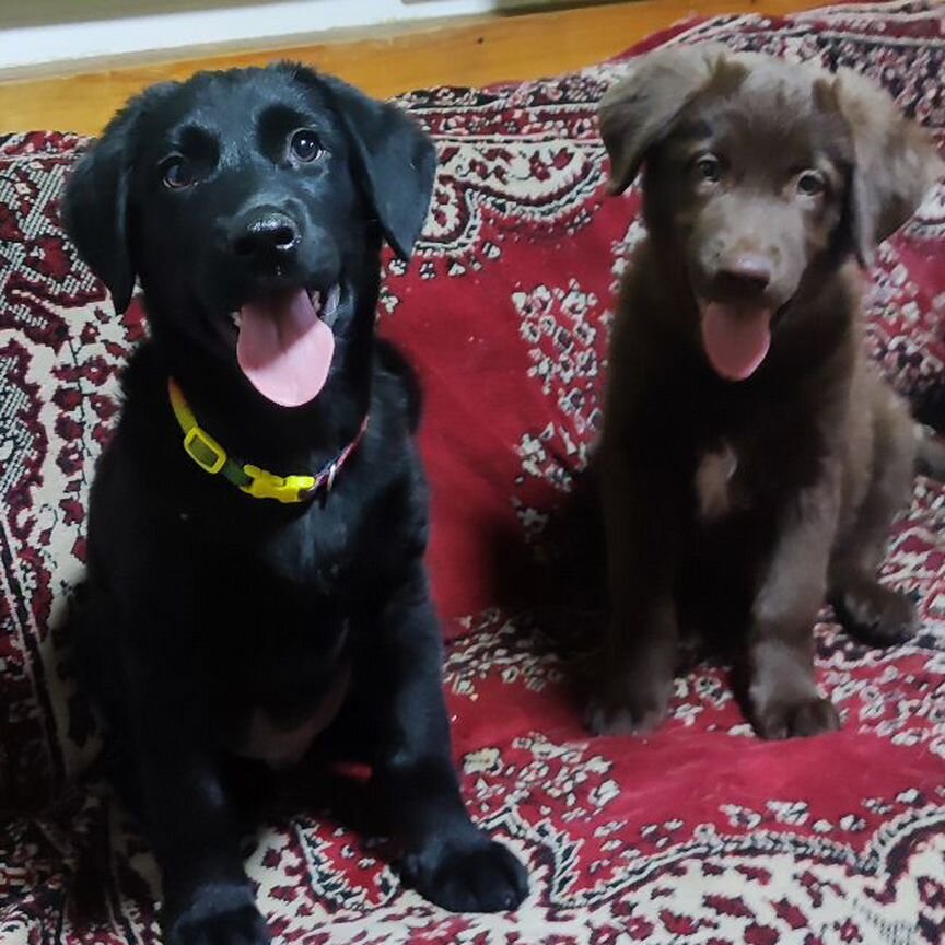 Лабрадор-ретривер, щенок