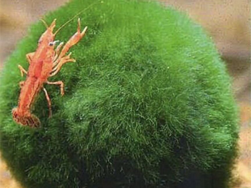 Мох кладофора