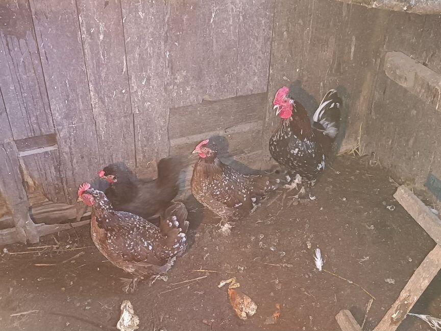 Курицы бентамки