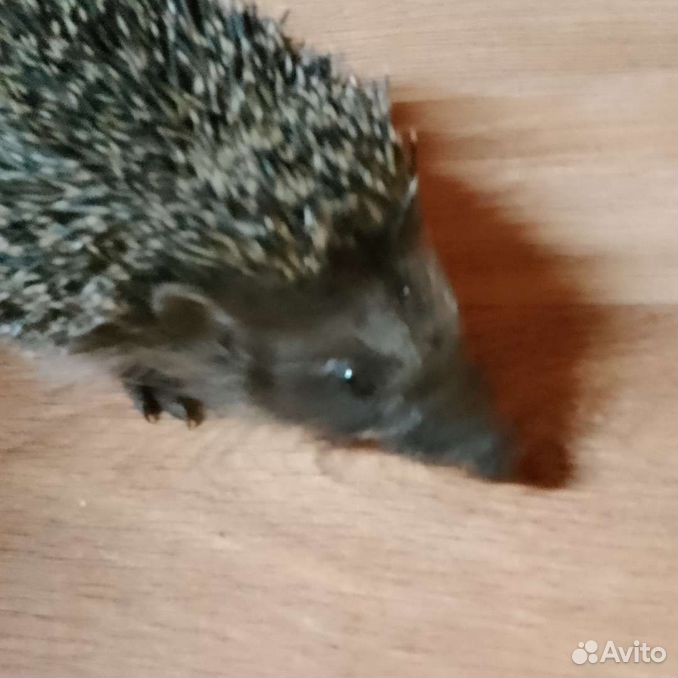 Ёжик обычный