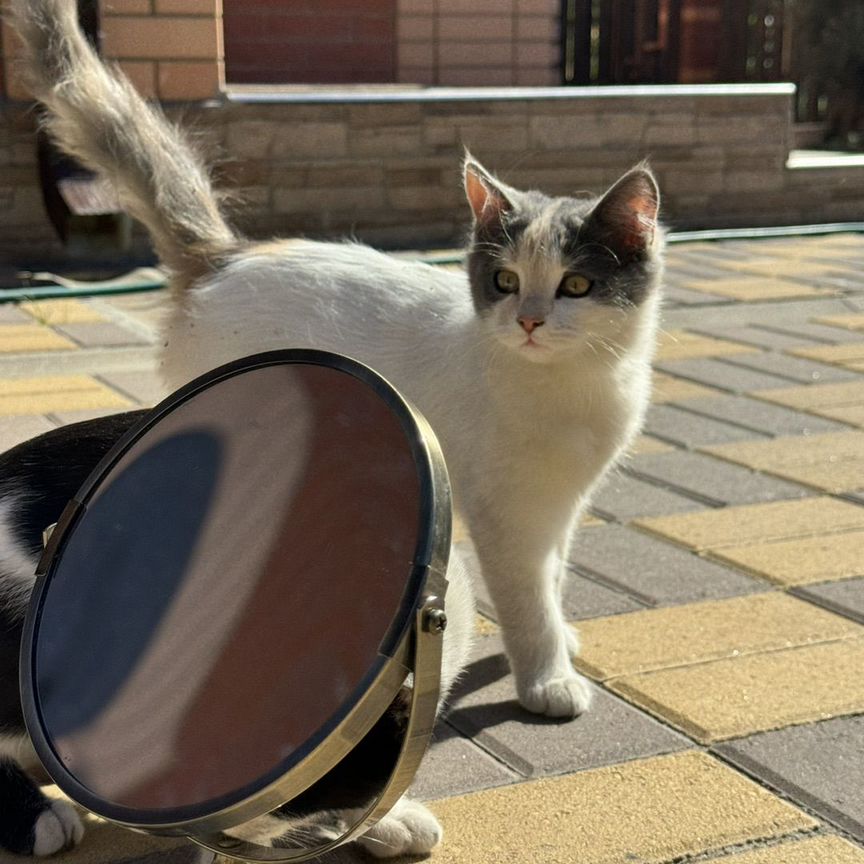 Коенок бесплатно девочка