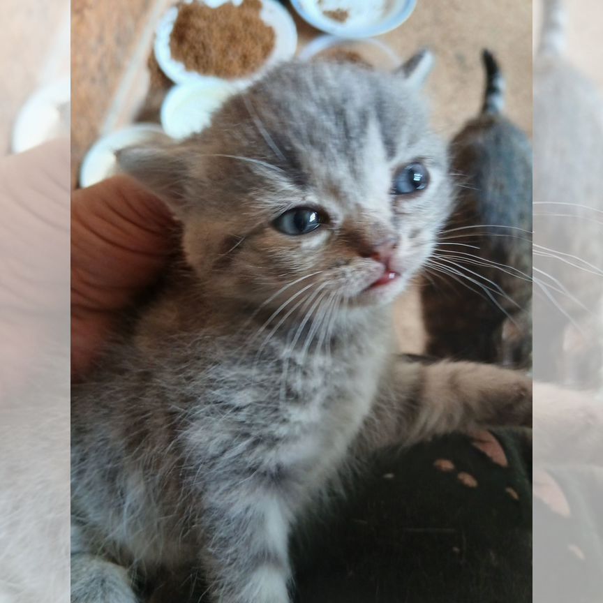 Шотландский прямоухий короткошёрстный котёнок