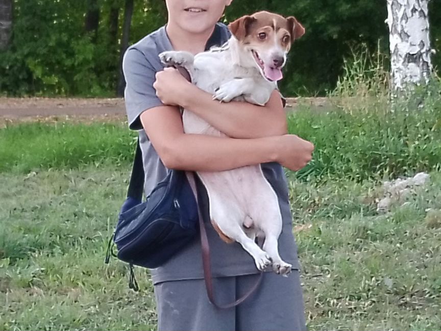 Собака помесь джек Рассел