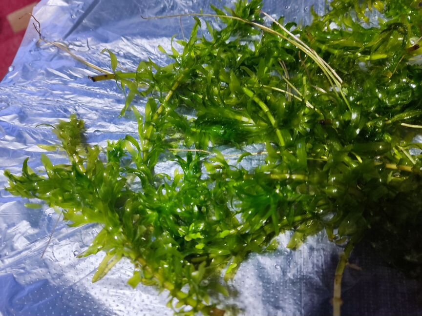 Аквариумное растение папоротник и элодия