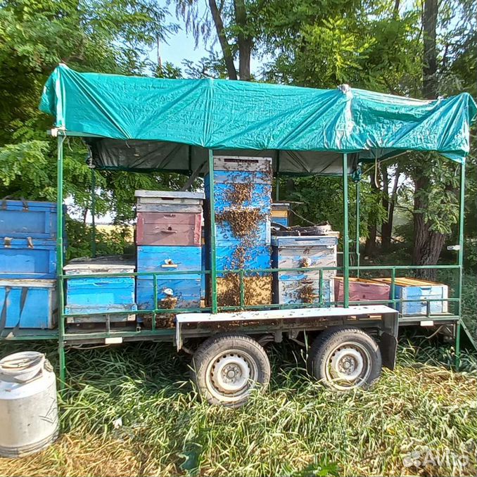Продам пасеку
