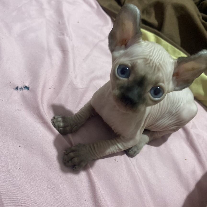 Канадский сфинкс