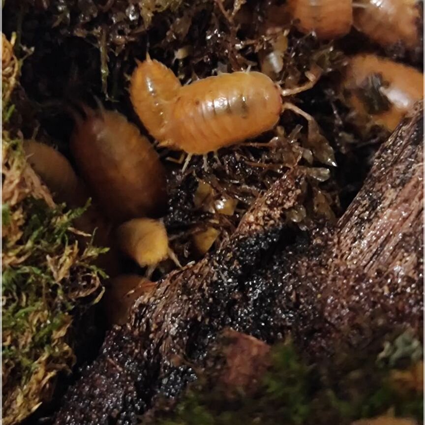 Мокрицы для террариума Оранжевые Апельсин