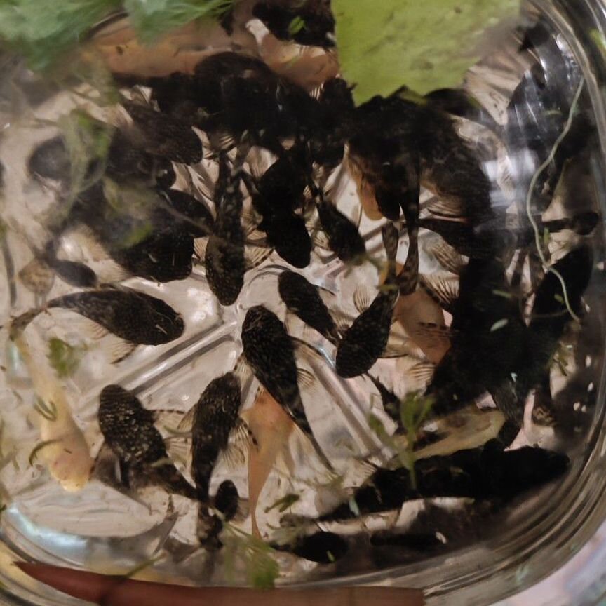 Анциструс забронированны