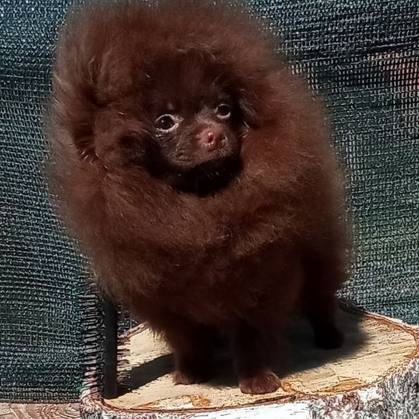 Померанский шпиц, щенок