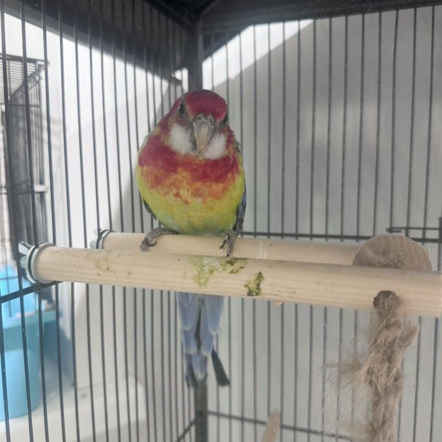 Попугай розелла