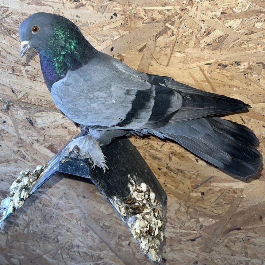 Бакинские бойные голуби