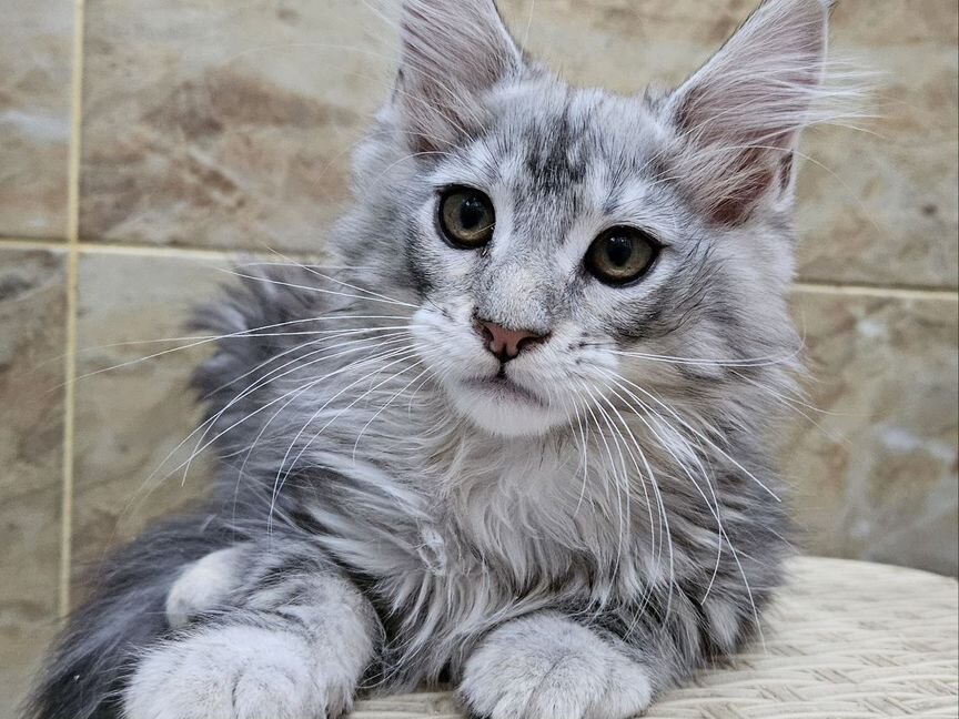 Котята мейн-кун