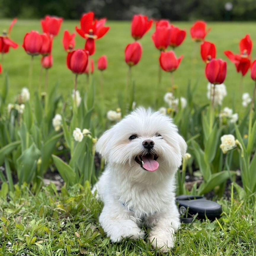 Случка собак Мальтезе