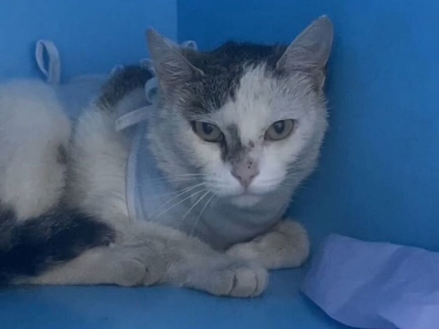 Тришу завтра вернут на промзону