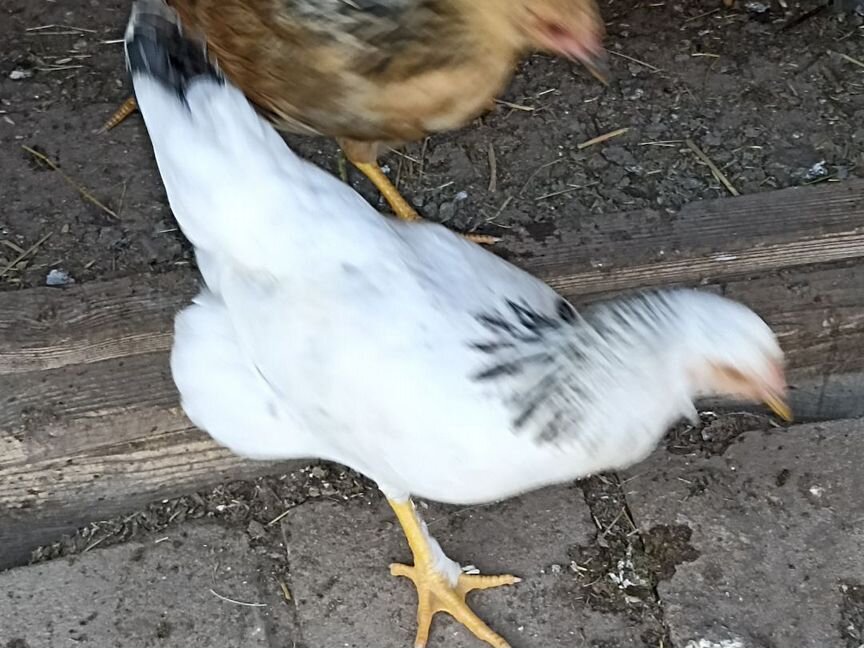 Куры- молодки