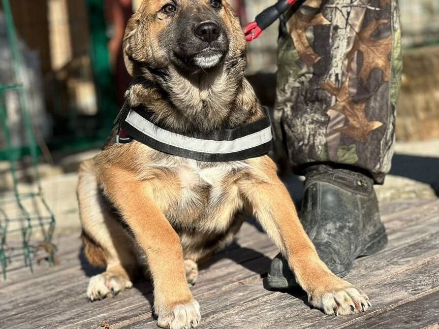 Щенок мальчик,похож на бельгийскую овчарку