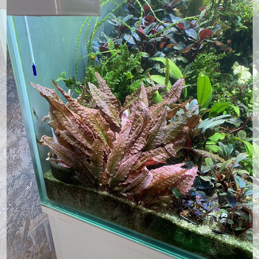 Криптокорина фламинго