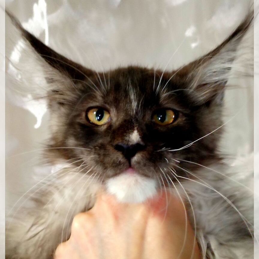 Мейн-кун котёнок