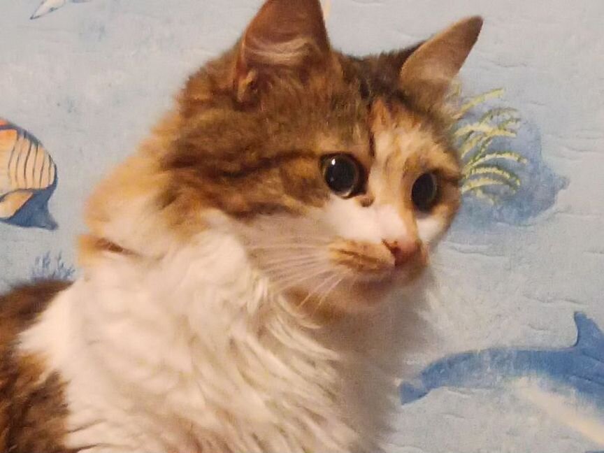 Кошка в добрые руки