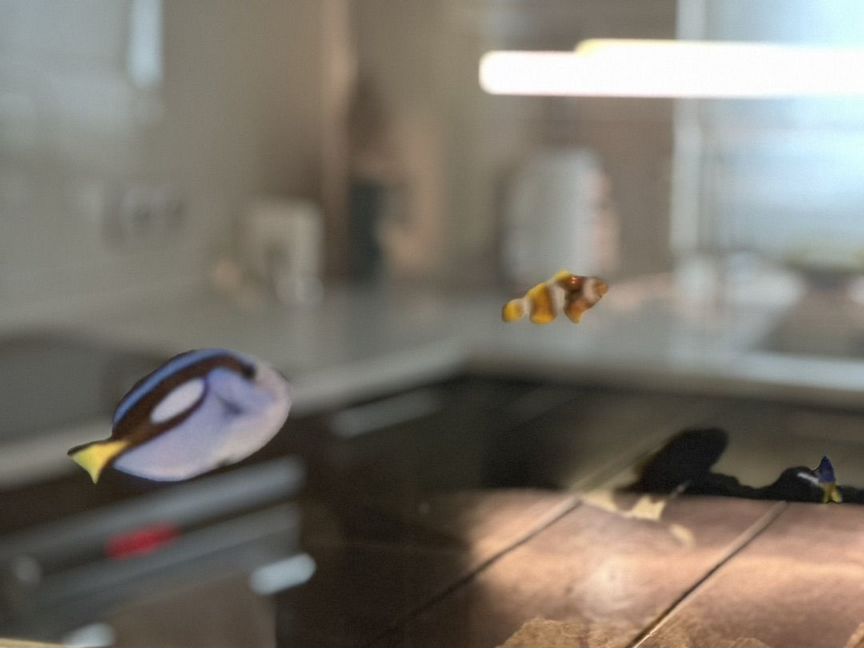 Морские аквариумные рыбки