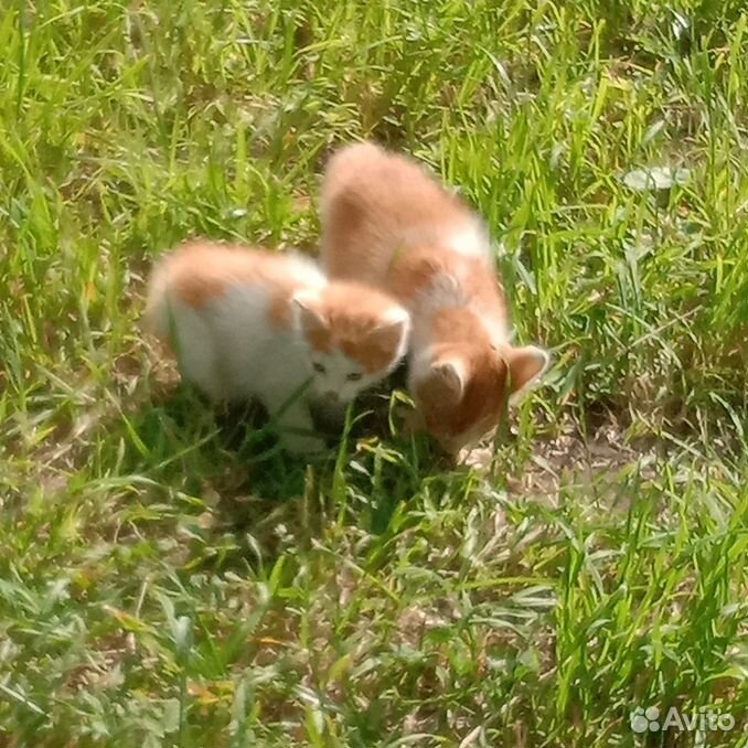 Маленькие заводские котята