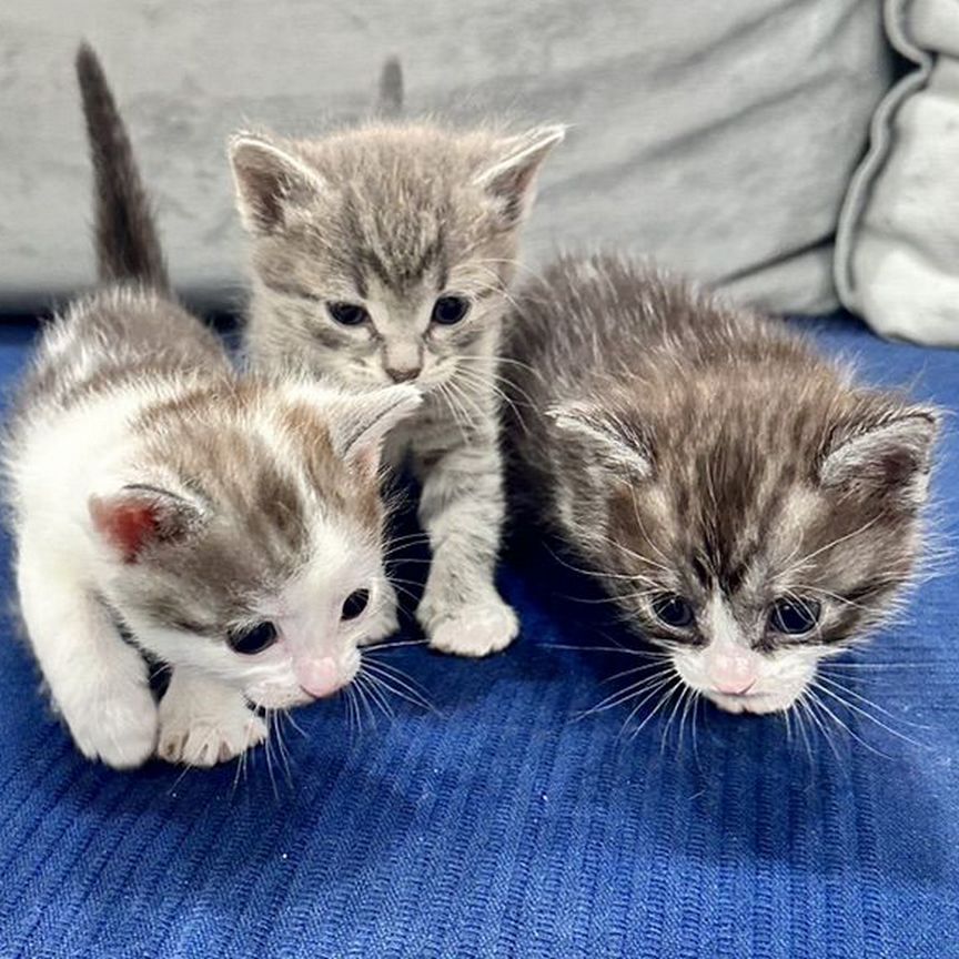 Котёнок в добрые руки