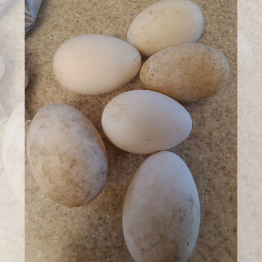 Инкубационное яйцо гусей крупный серый