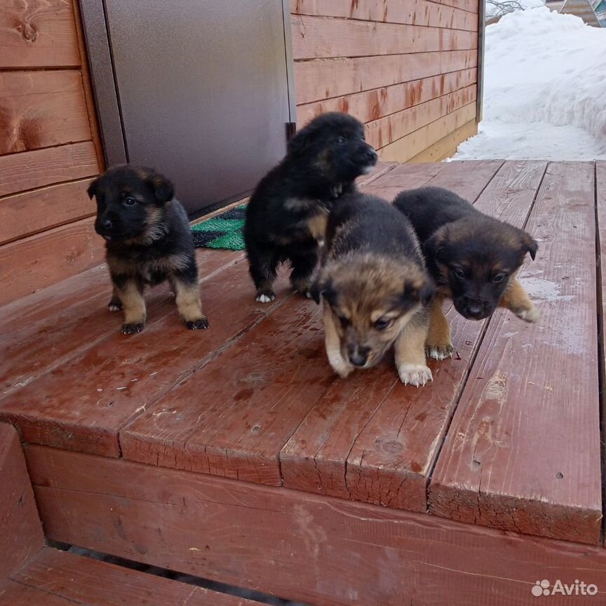 Мама овчарка немецкая папа не знаю кто