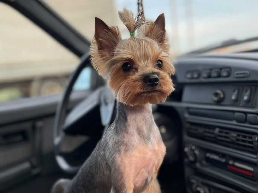 Йоркширский терьер мини вязка