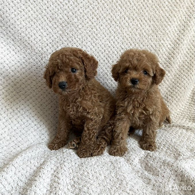 Той-пудель mini щенки