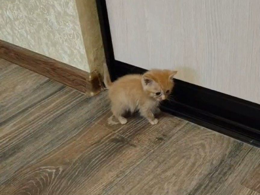 Отдам в добрые руки малюсенького котенка