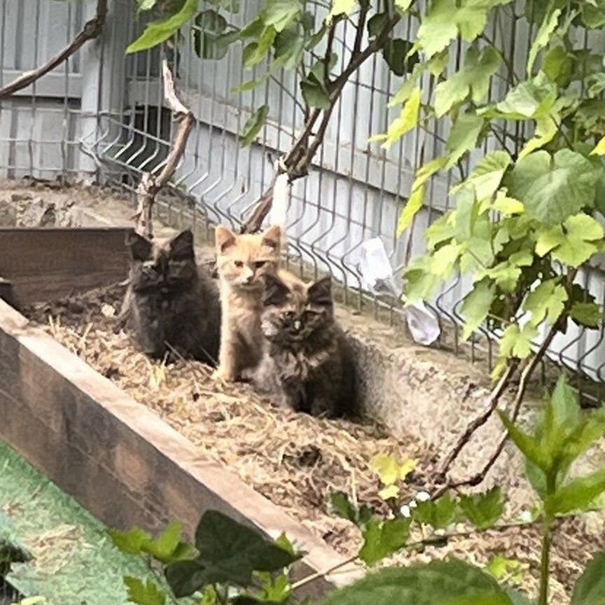 Котята в добрые руки