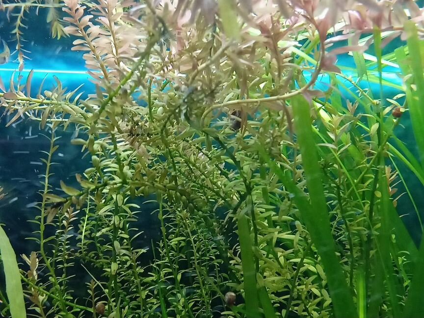 Аквариумные растения