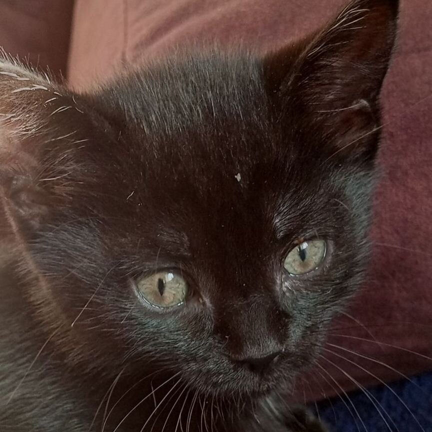 Черный котенок мальчик