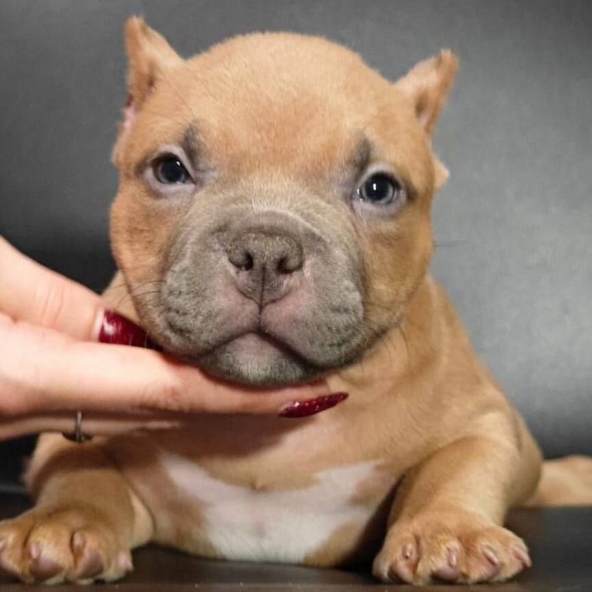 Американский булли, щенок