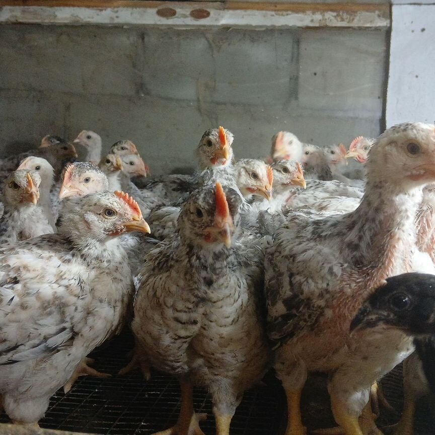Цыплята мастер грей
