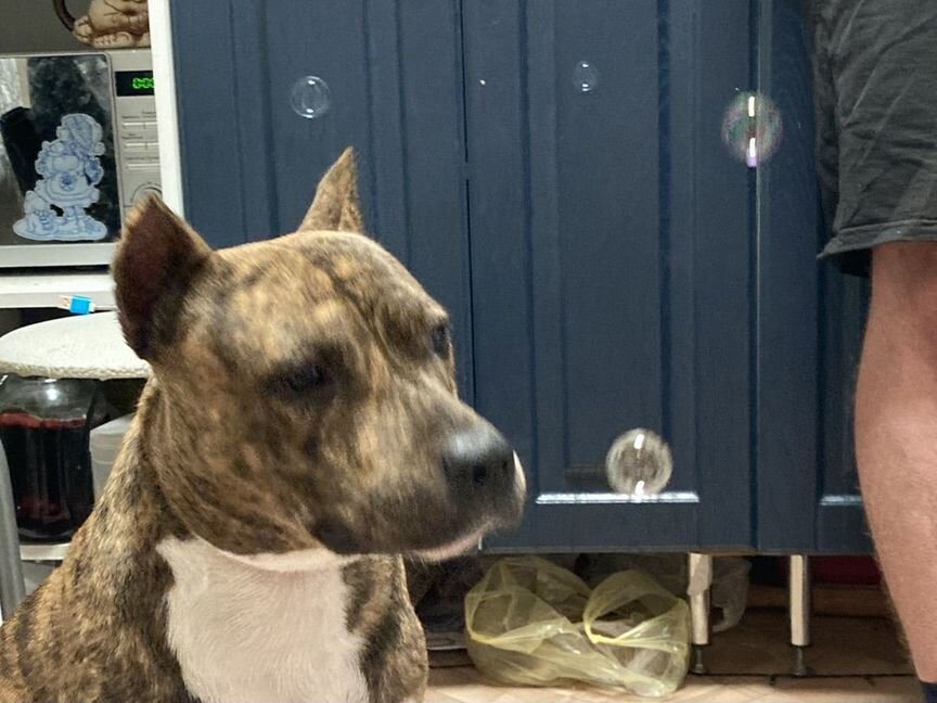 Стафард вязка