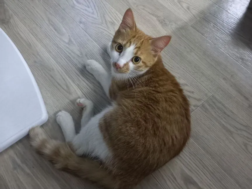 Очаровательный котик в добрые руки