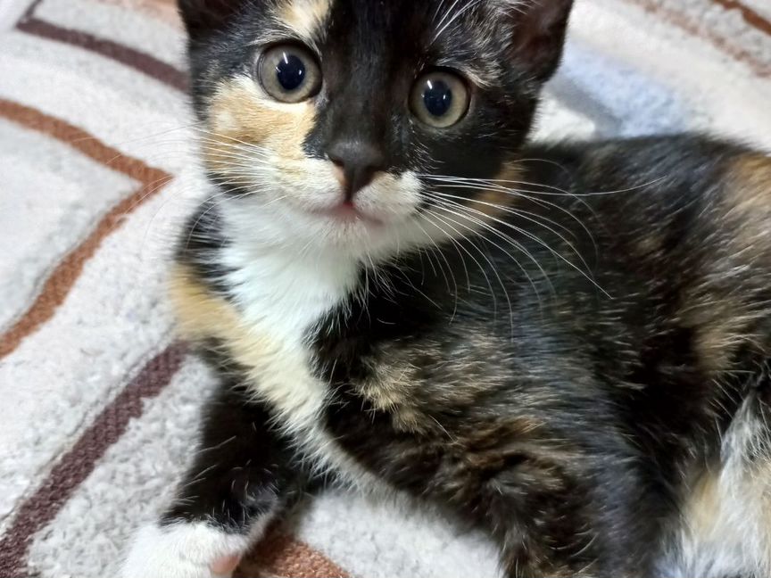 Кошка в дар