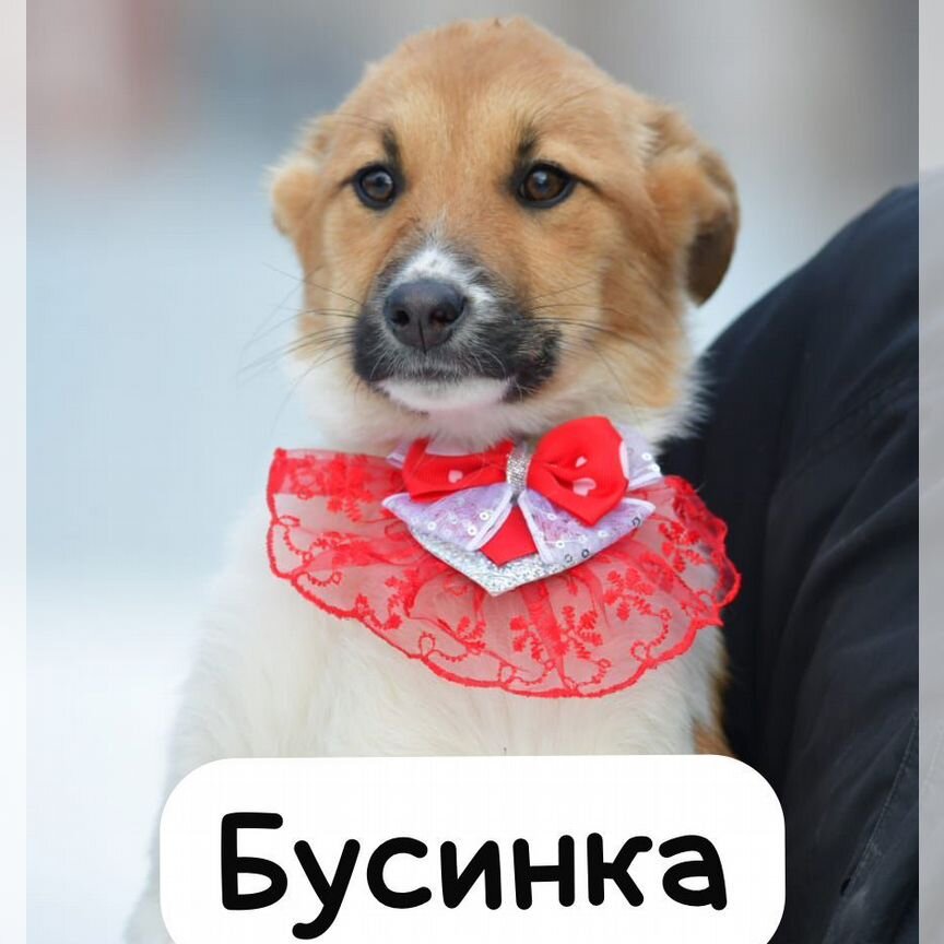 Щенки в добрую семью