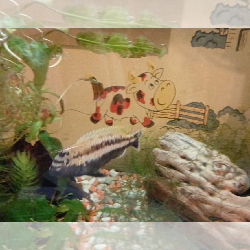 Меланохромис ауратус малёк