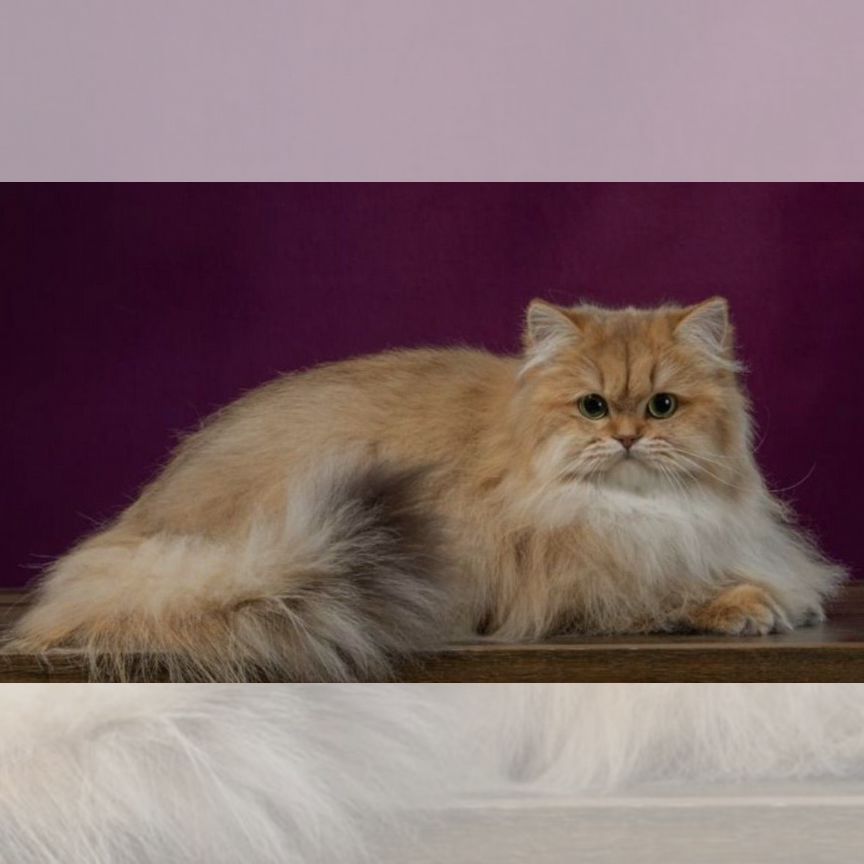 Британские кошки бесплатно