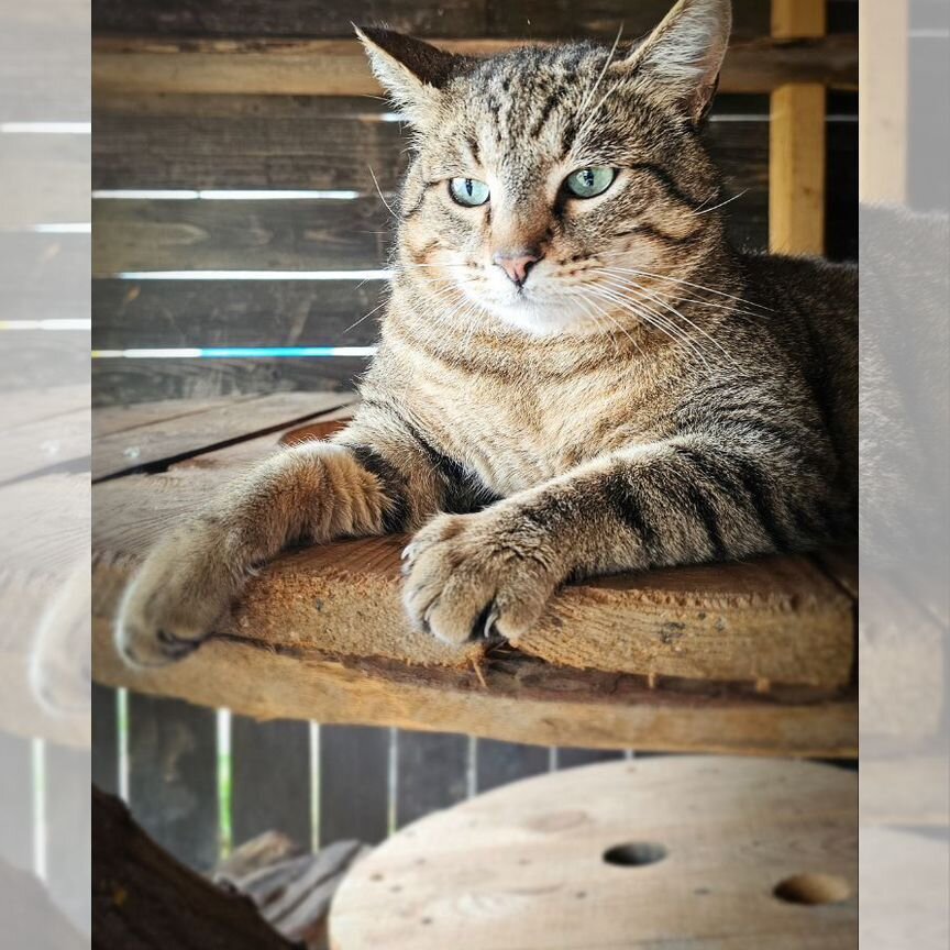 Взрослый кот в добрые руки