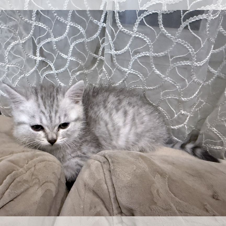 Британский короткошёрстный котёнок