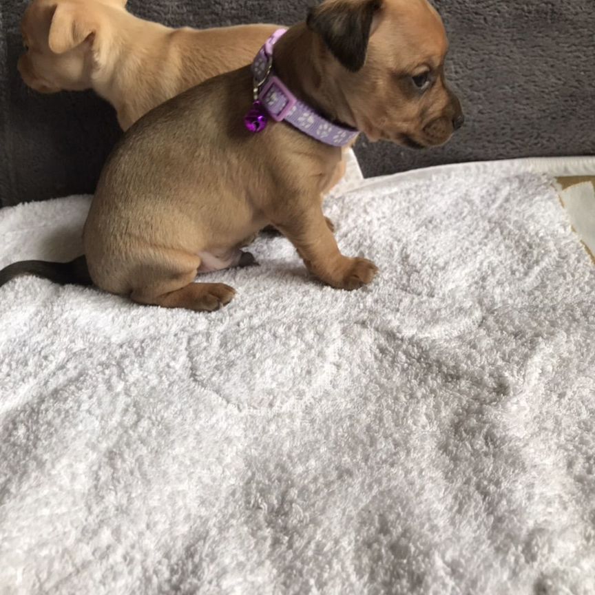 Мини той-терьер щенки