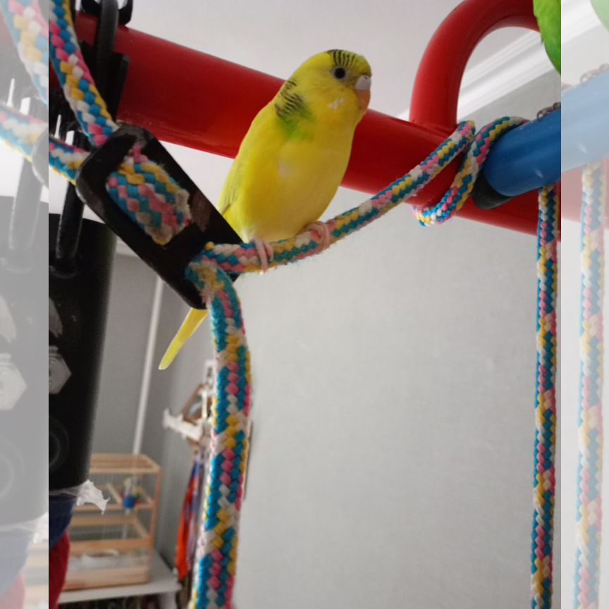 Волнистый попугай самка