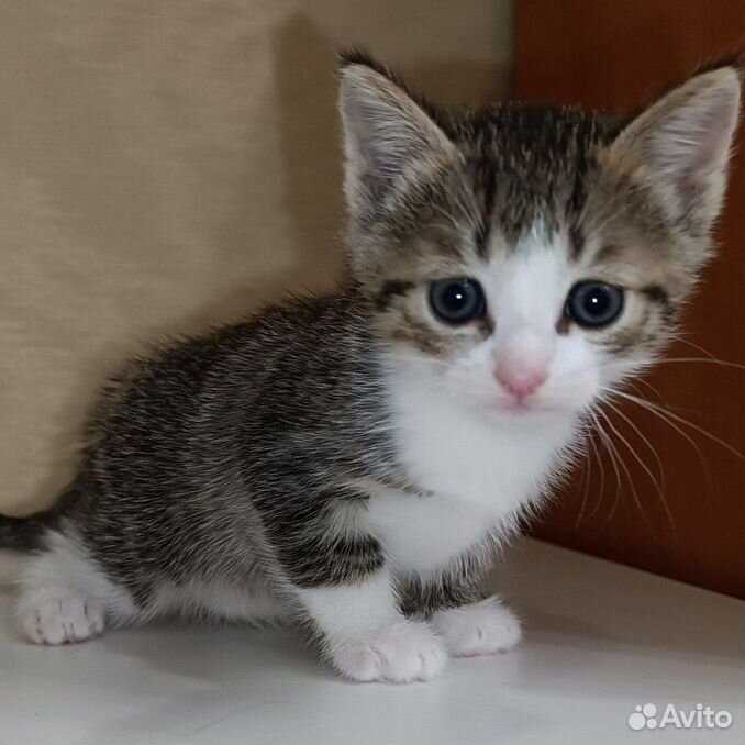 Девочка лапочка ищет дом