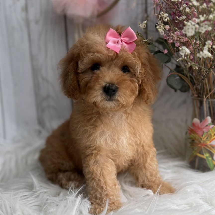 Мальтипу, щенок