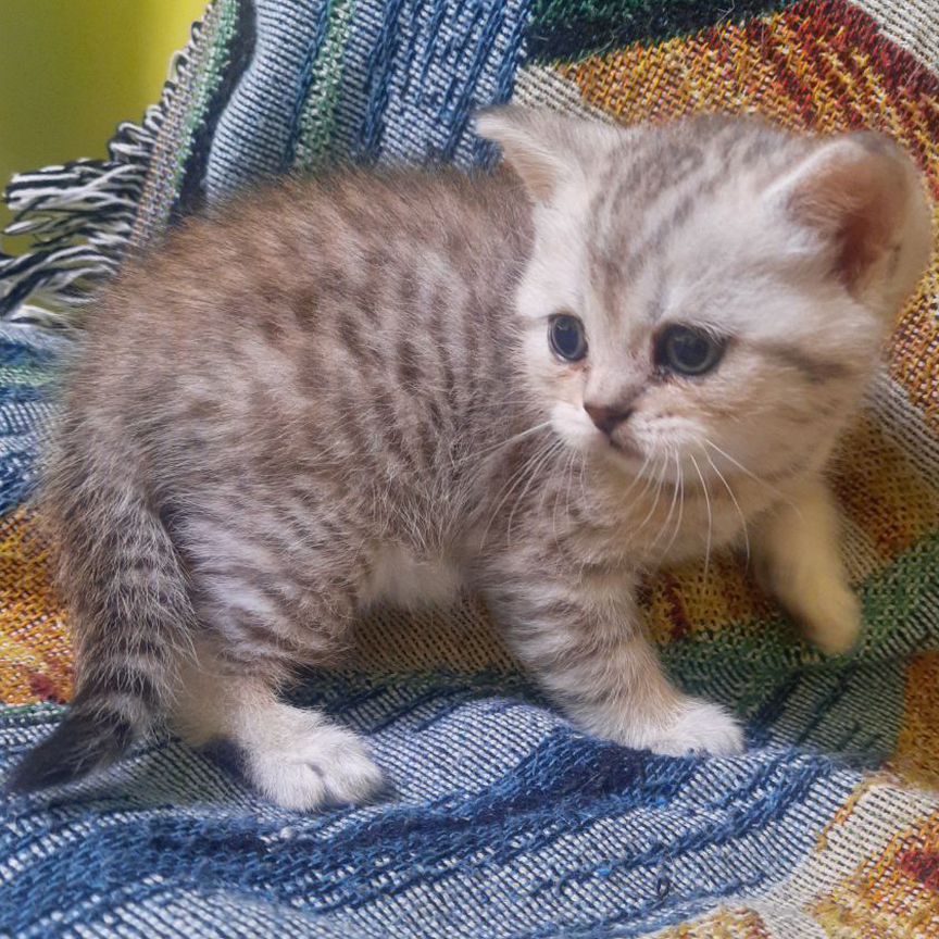 Шотландский прямоухий короткошёрстный котёнок