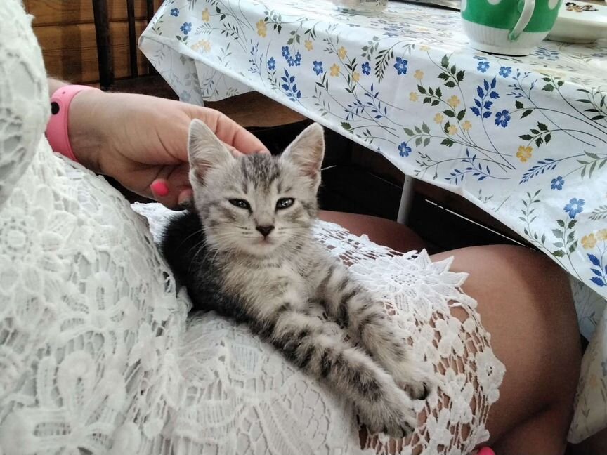 Отдадим кошечку в добрые руки, девочка 2 месяца